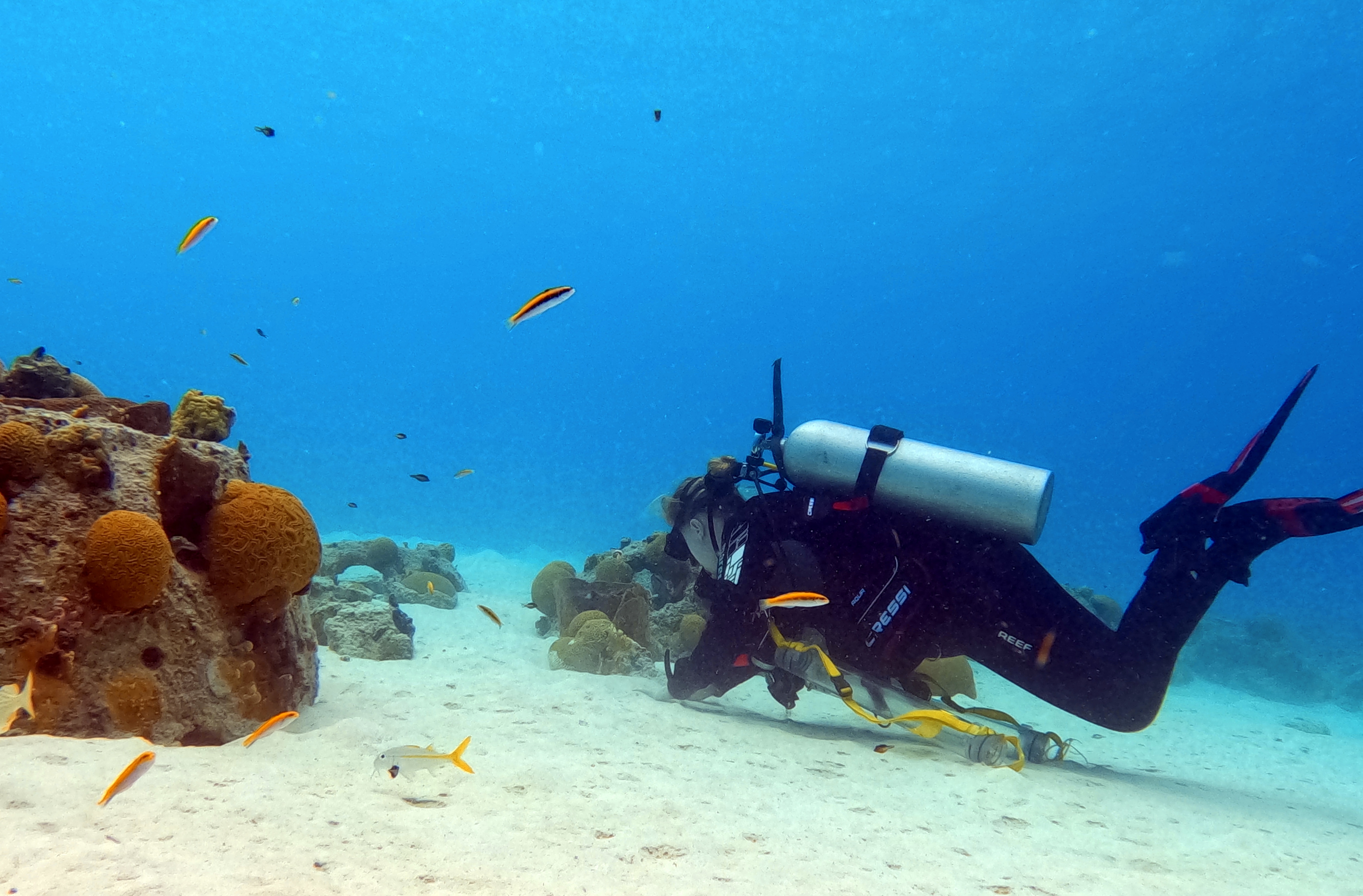 Conserving Coral Reefs: The Backbone of Marine Biodiversity - Academic ...