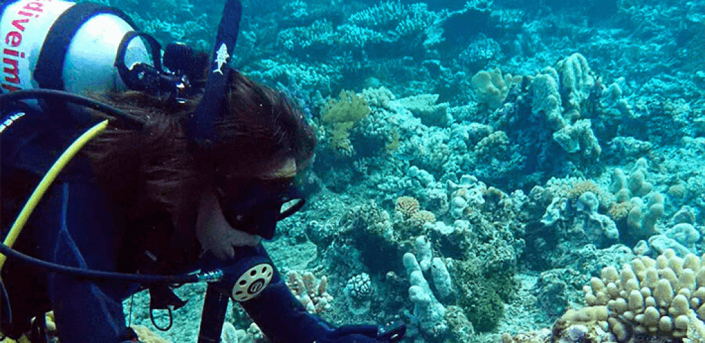Diving for Coral Reefs in the Red Sea - Academic Positions